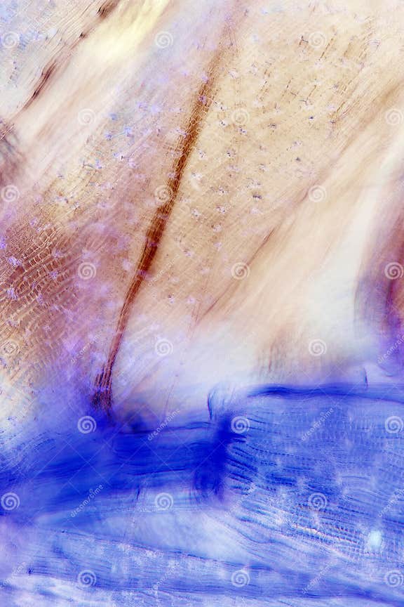 Abstract Micrograph of Peat Moss Leaves, with Polarization Stock Photo ...