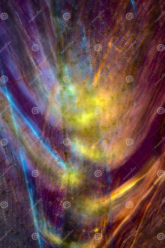 Abstract Micrograph of Peat Moss Leaves, with Polarization Stock Image ...