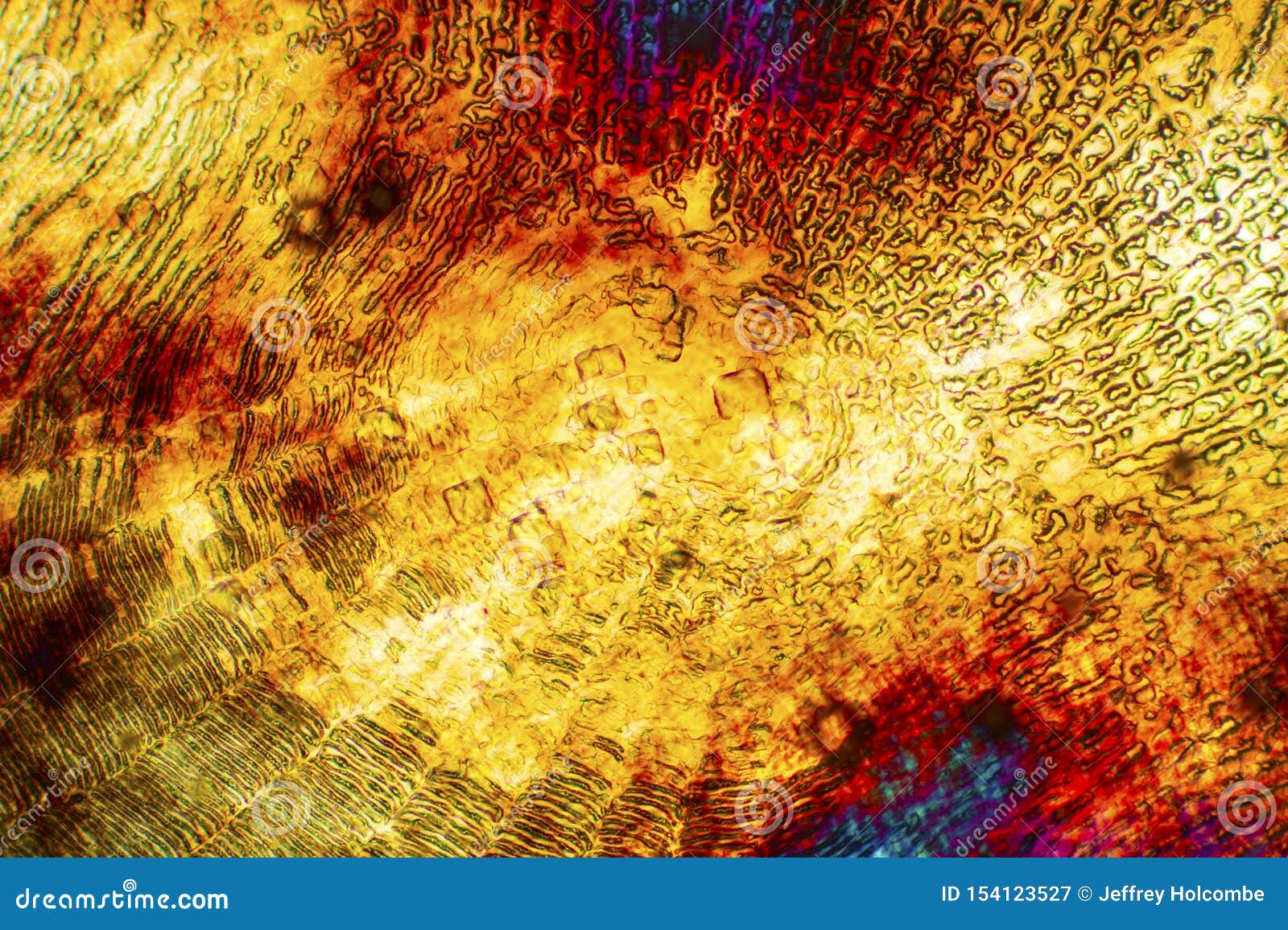 Abstract Micrograph of a Scale from a Red Snapper Fish Stock Image ...