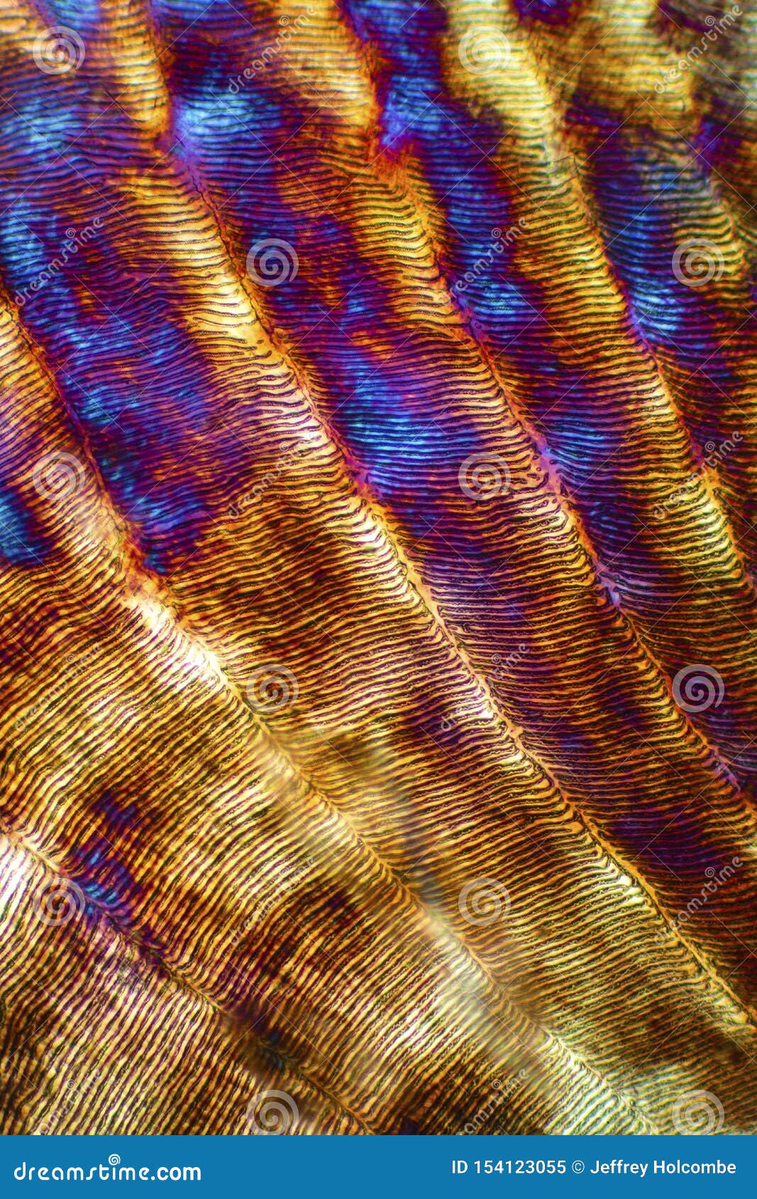 Abstract Micrograph of a Scale from a Red Snapper Fish Stock Image ...