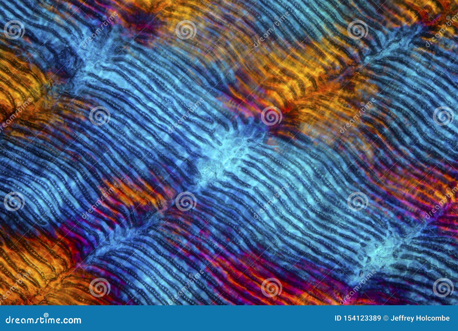 Abstract Micrograph of a Scale from a Red Snapper Fish Stock Image ...