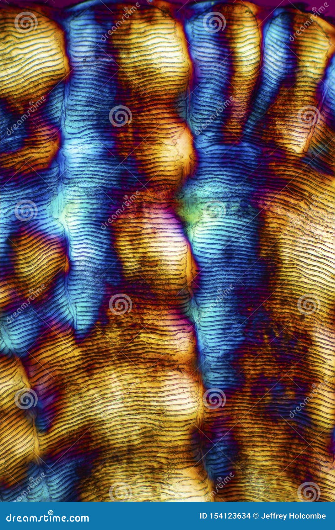 Abstract Micrograph of a Scale from a Red Snapper Fish Stock Photo ...