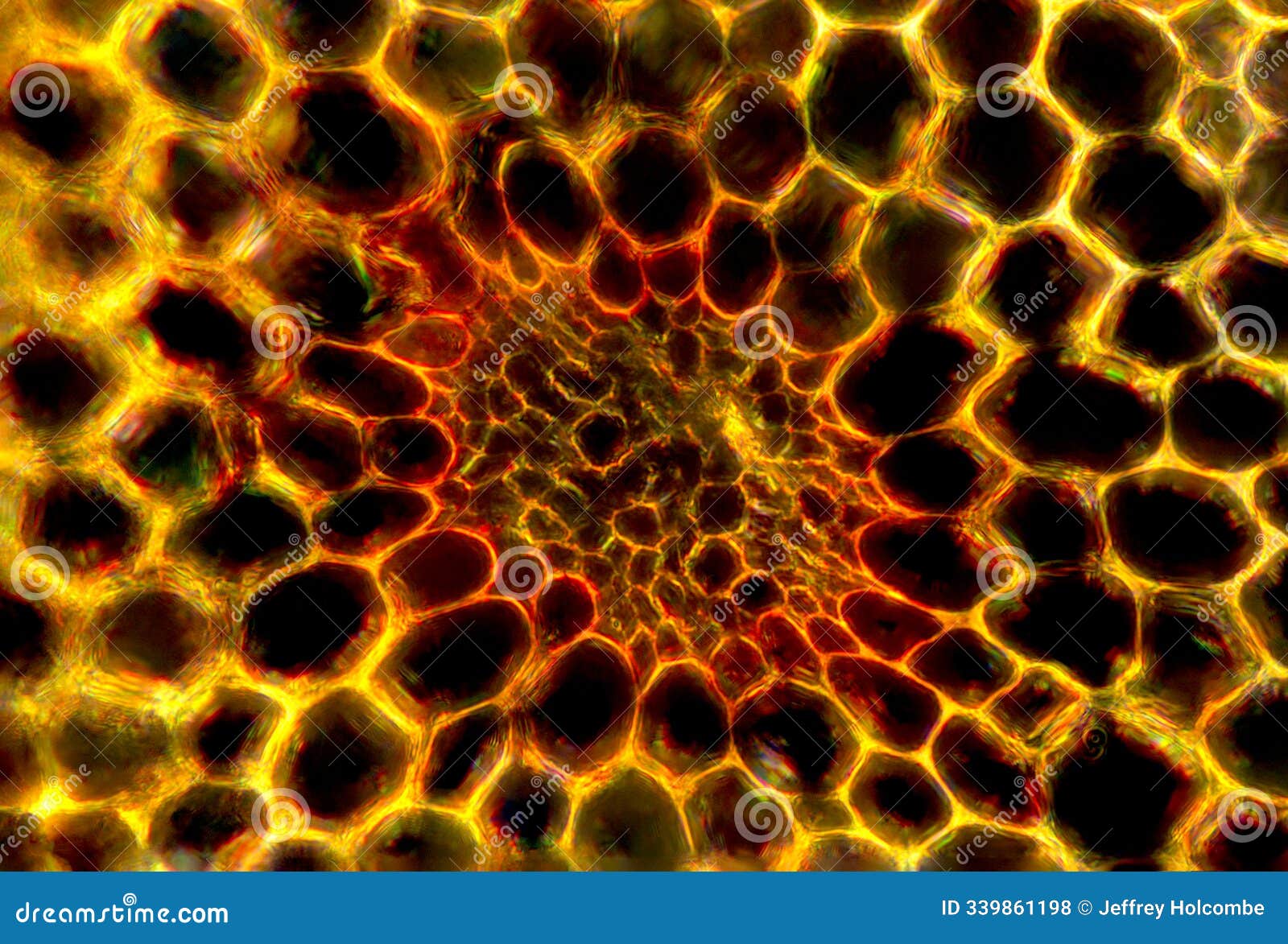 Abstract Micrograph of a Stem Cross Section from a Moss Stock Photo ...