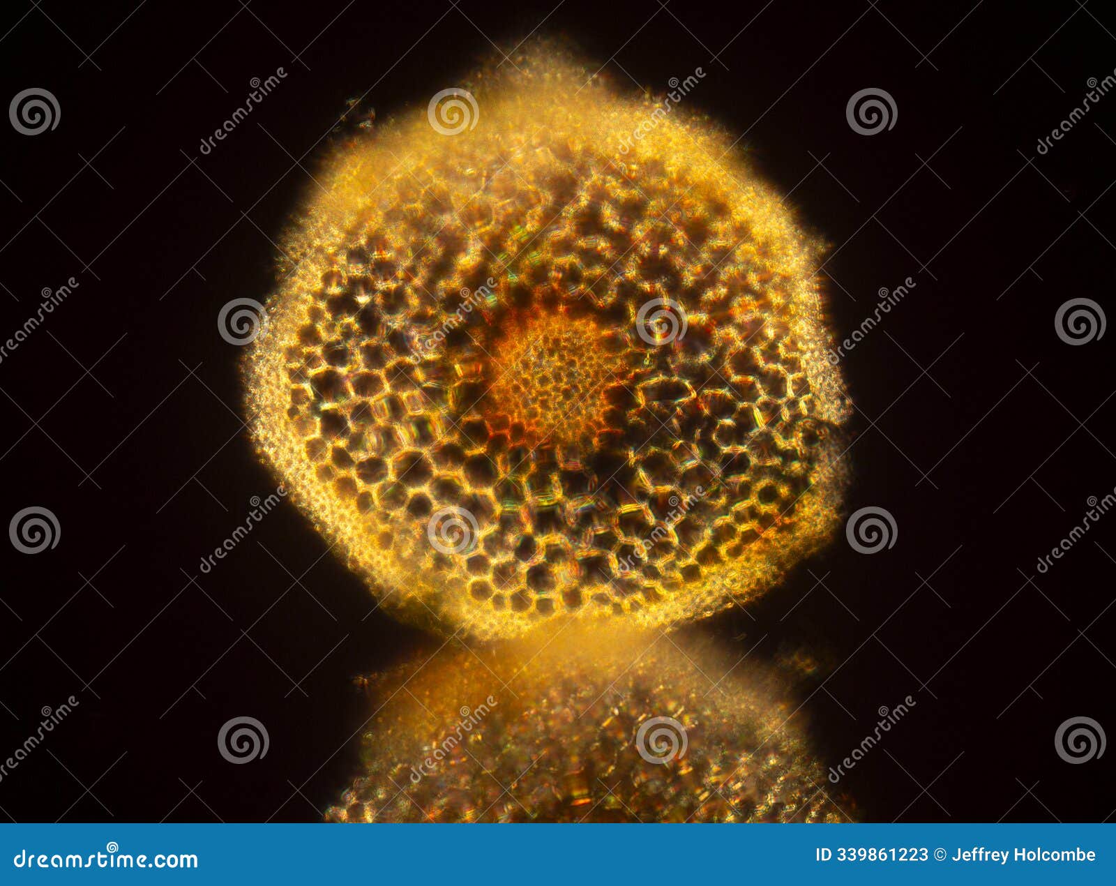 Abstract Micrograph of a Stem Cross Section from a Moss Stock Image ...