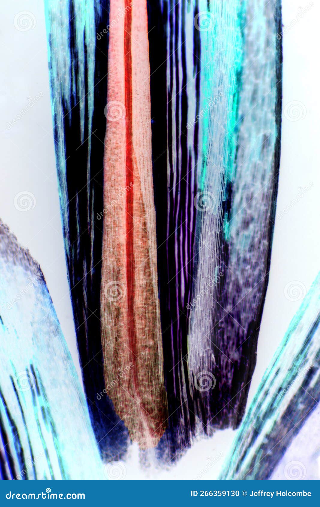 Abstract Micrograph of Vascular Tissue in a Protea Flower Bract Stock ...