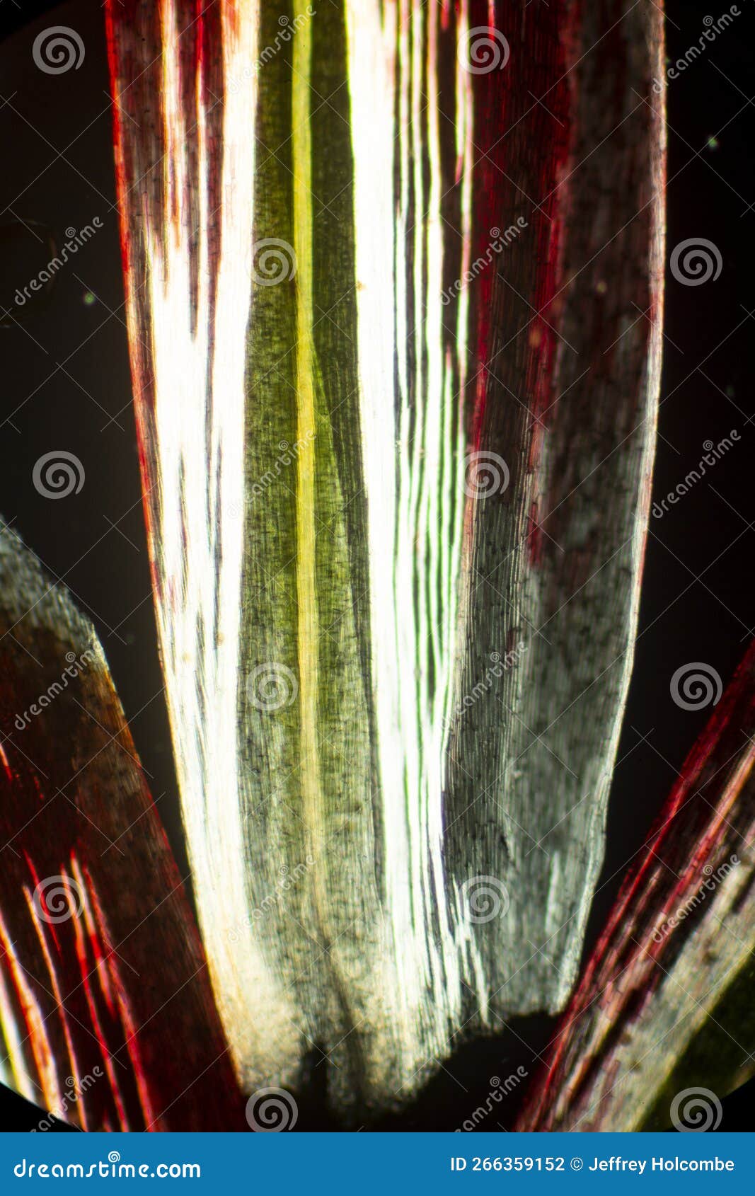 Abstract Micrograph of Vascular Tissue in a Protea Flower Bract Stock ...