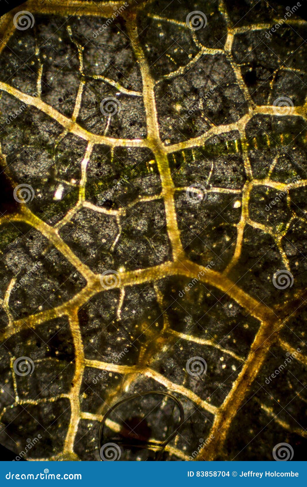 Abstract Micrograph of Veins from a Dead Leaf. Stock Photo - Image of ...