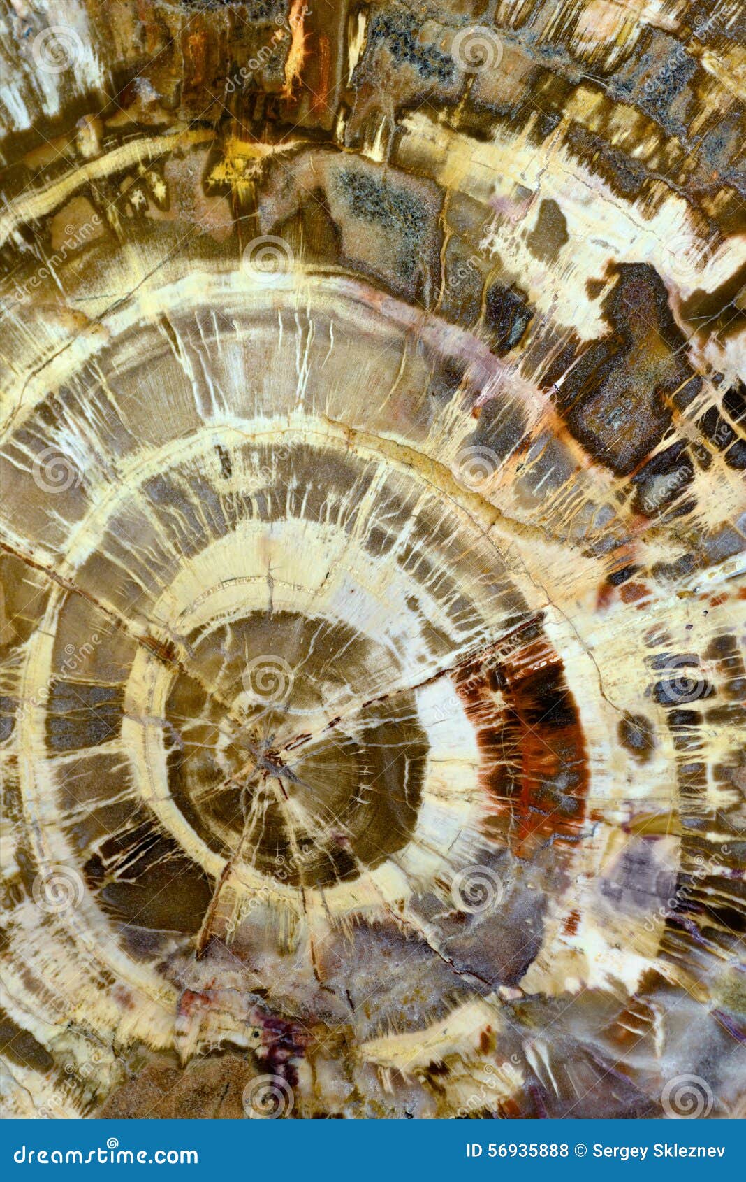 Abstract mineral texture stock photo. Image of petrified - 56935888