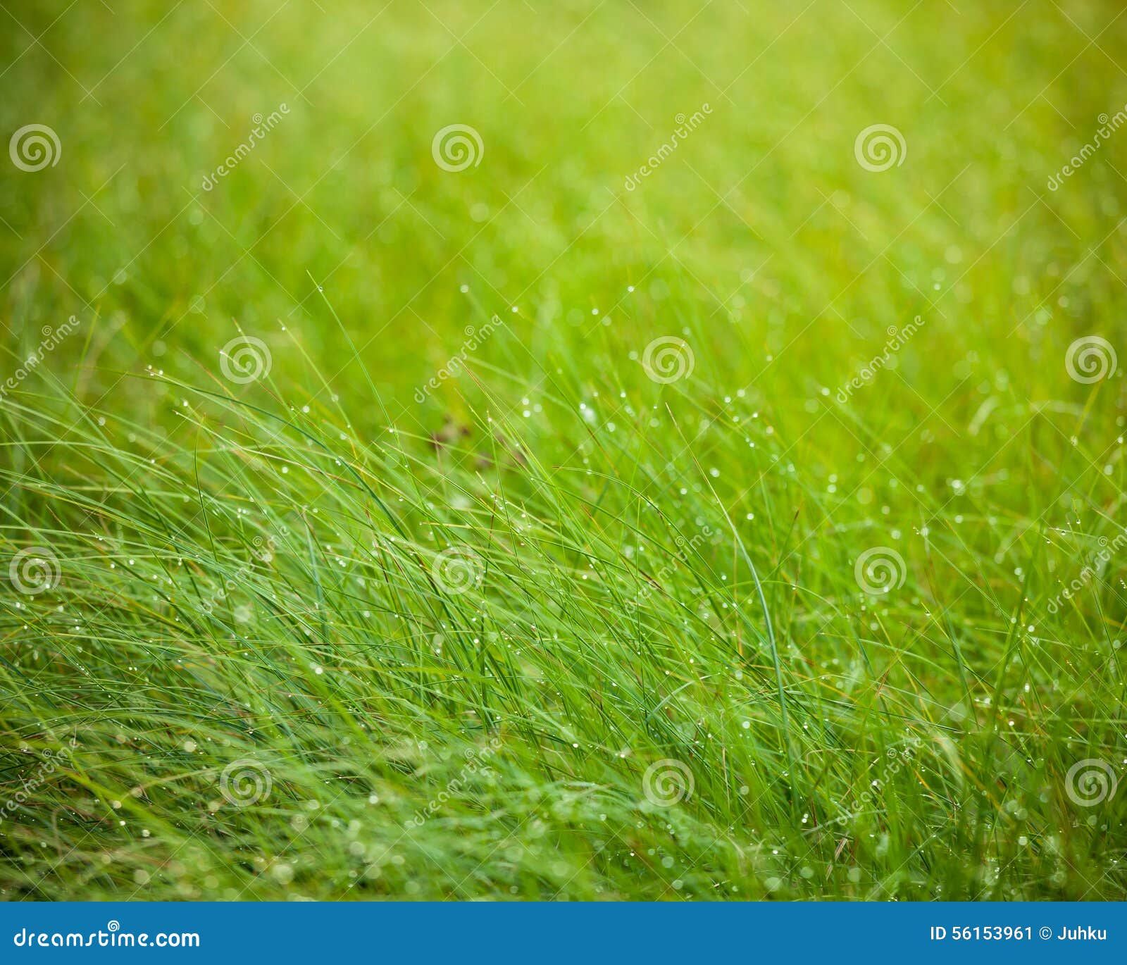 Abstract Moisture Grass Background Stock Image - Image of light, grow ...