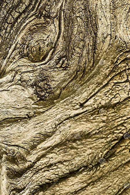 Abstract Monster Face of Dried Out Tree Trunk Stock Photo - Image of ...