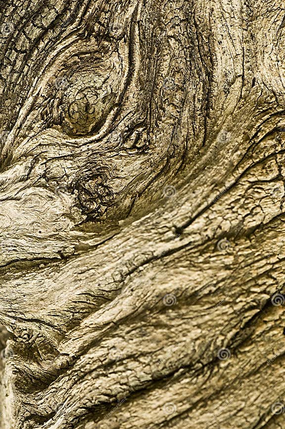 Abstract Monster Face of Dried Out Tree Trunk Stock Photo - Image of ...
