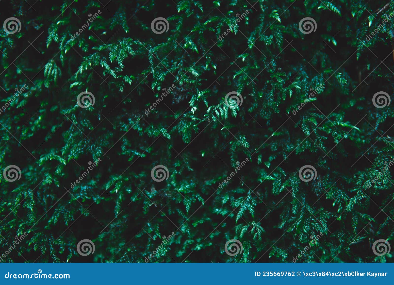 Abstract moss background stock photo. Image of nature - 235669762