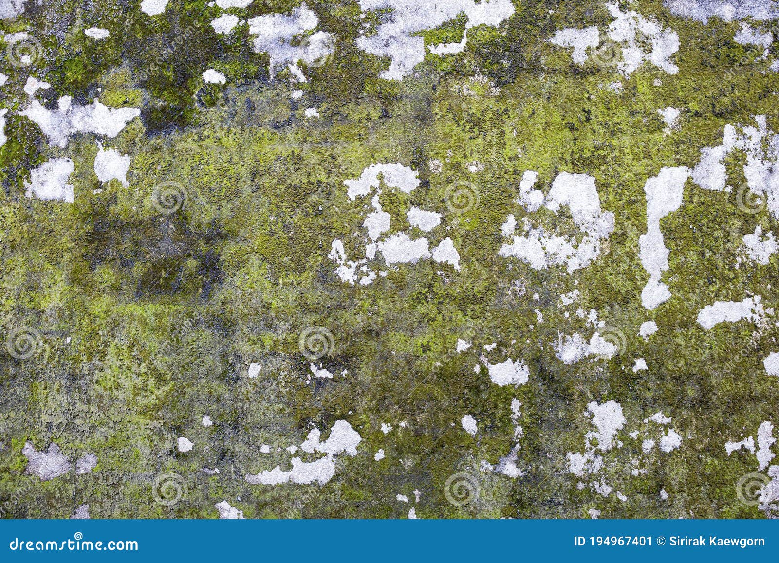 Abstract Moss Growing on Old Cement Wall Texture Background Stock Image ...