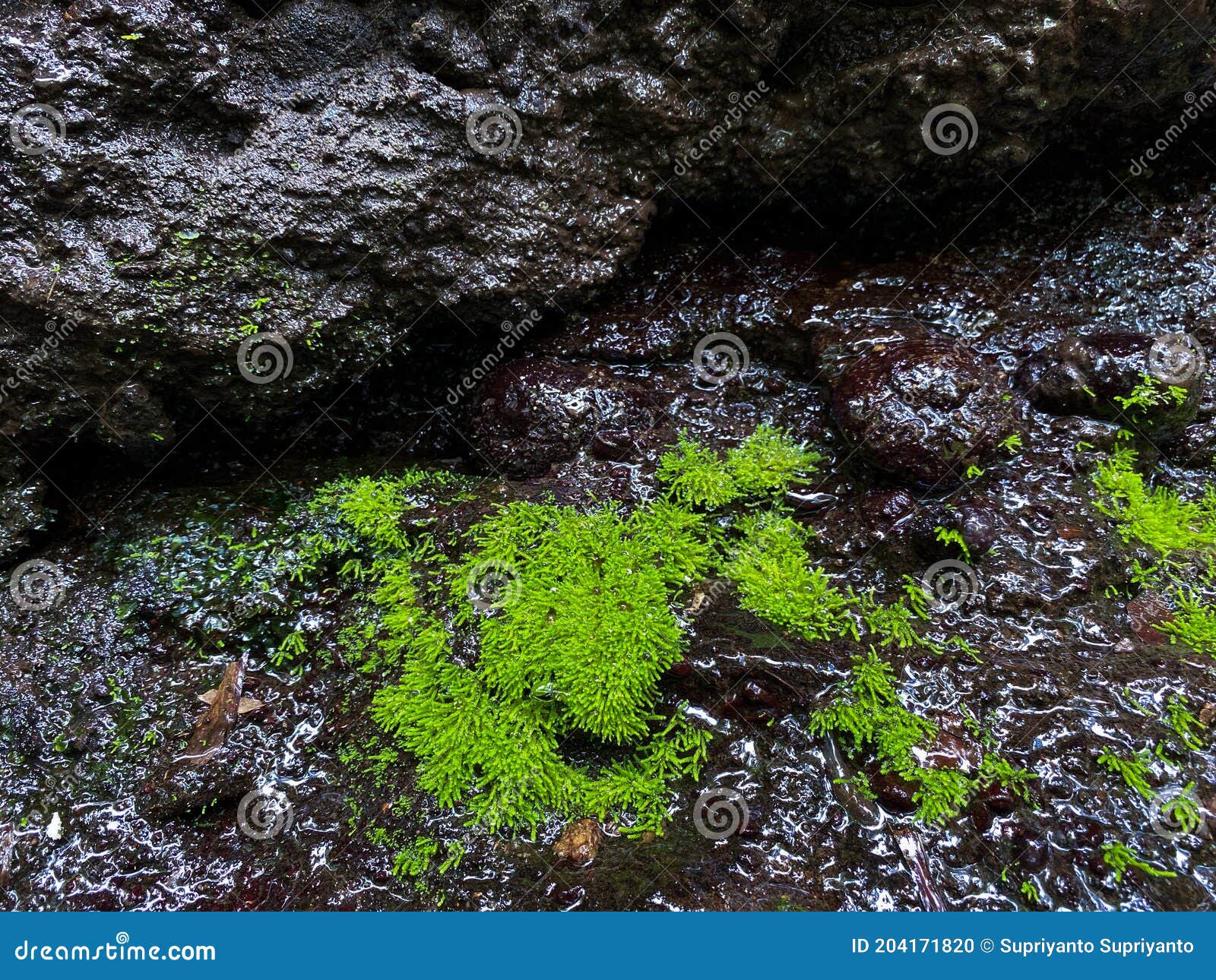 Abstract Bog Moss, Lichen And Grass Texture, Bog Vegetation, Suitable ...