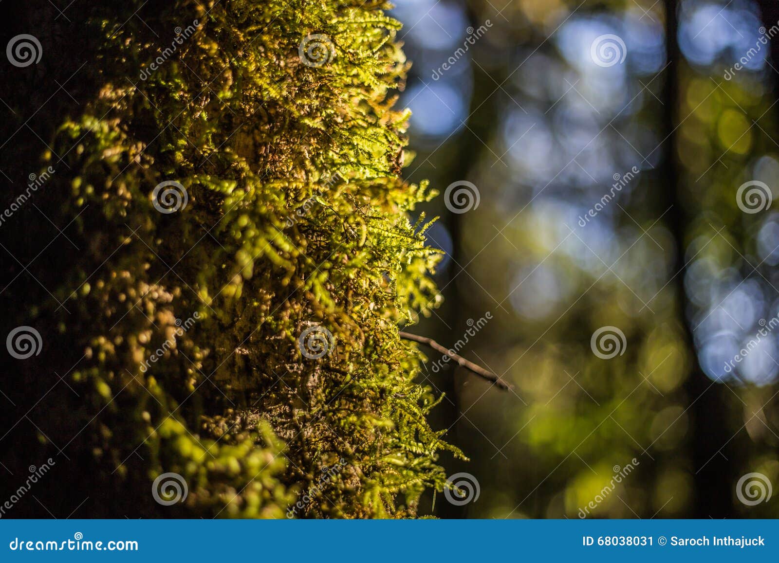 Abstract Bog Moss, Lichen And Grass Texture, Bog Vegetation, Suitable ...