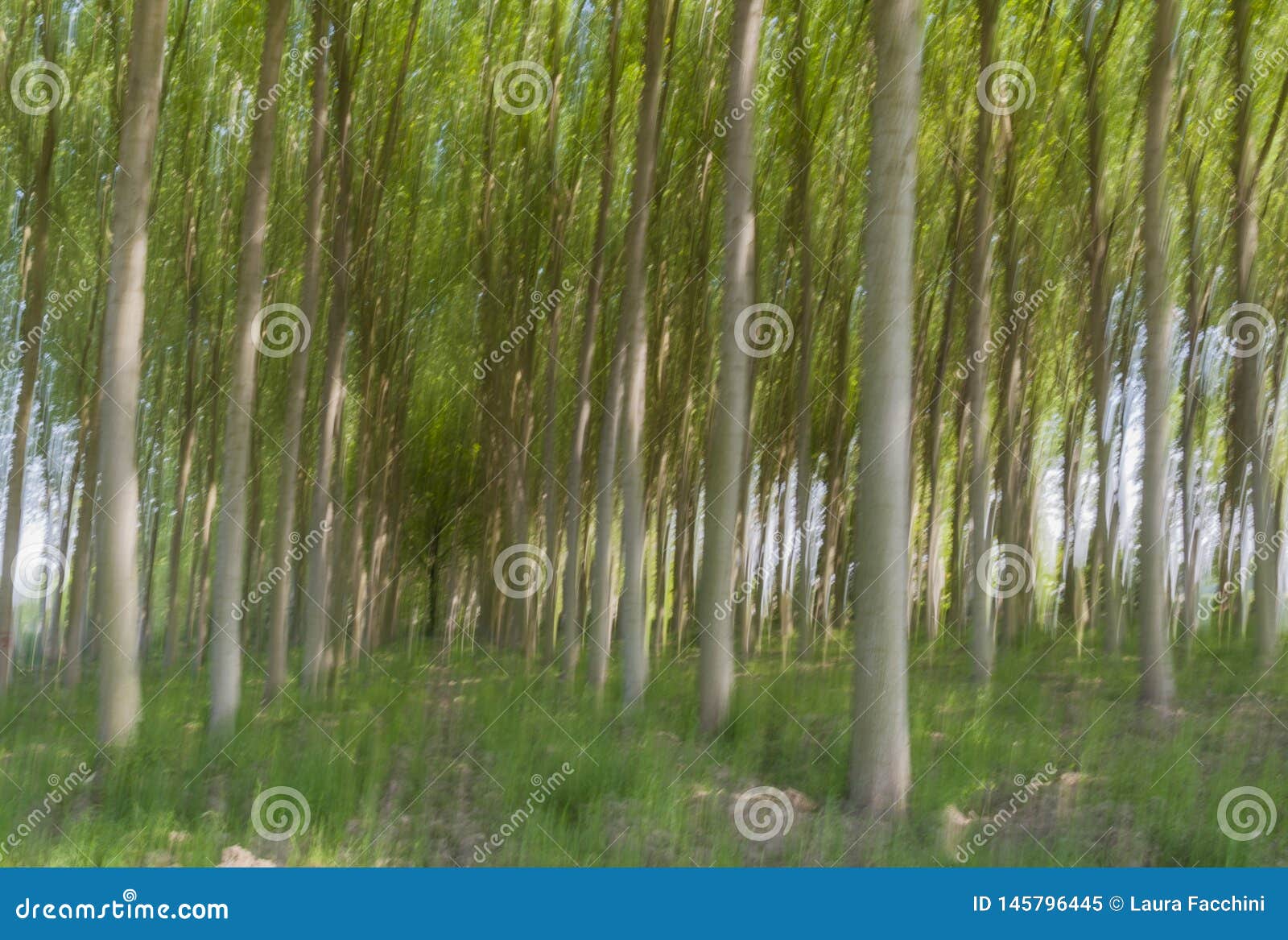 Abstract Motion Blur of Trees in a Forest Stock Image - Image of blue ...