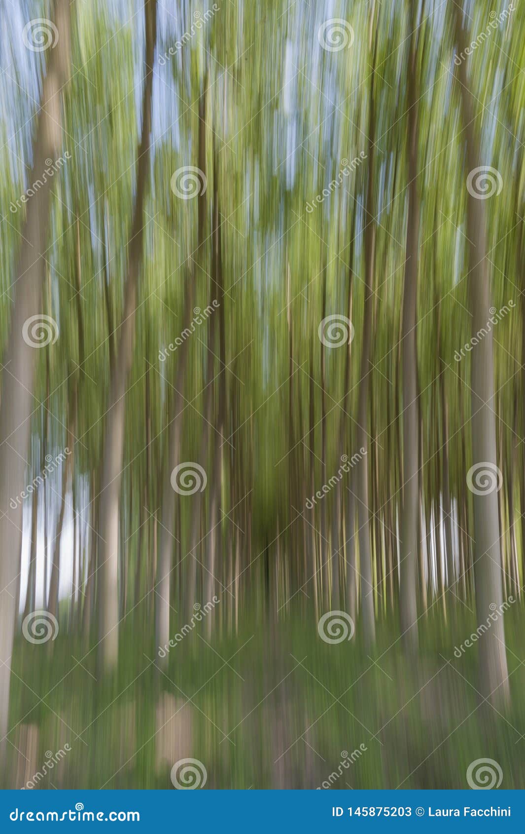 Abstract Motion Blur of Trees in a Forest Stock Image - Image of ...