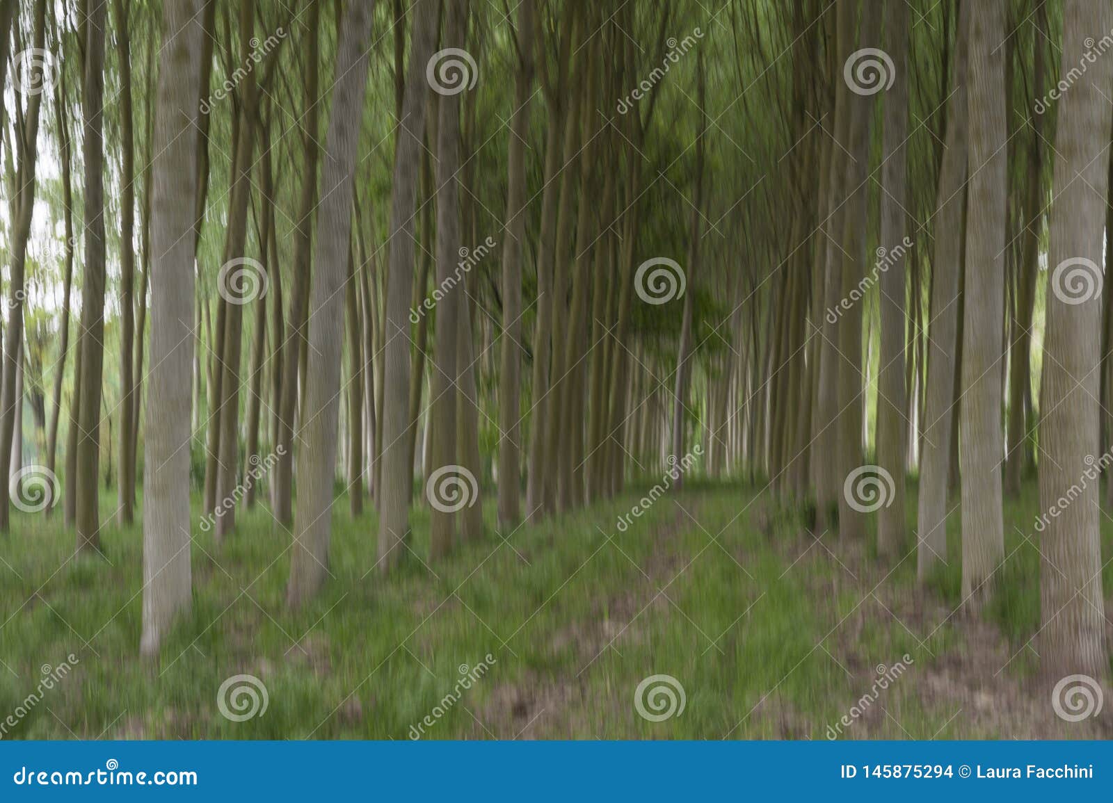 Abstract Motion Blur of Trees in a Forest Stock Photo - Image of ...