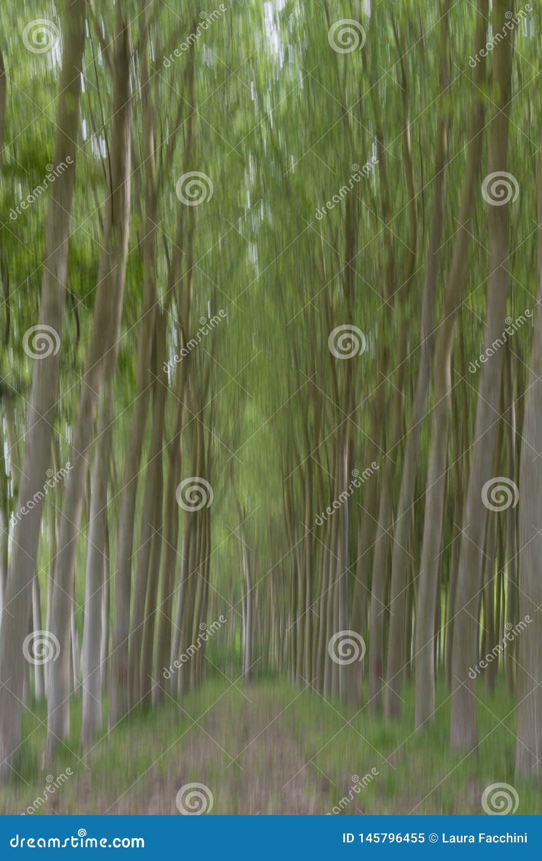 Abstract Motion Blur of Trees in a Forest Stock Image - Image of ...