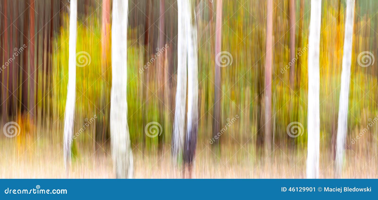 Abstract Motion Blurred Trees in a Forest Stock Image - Image of yellow ...
