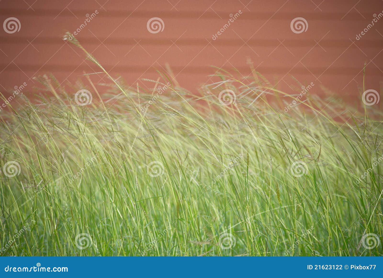 Abstract Movement of Grass Field Stock Photo - Image of meadow, fresh ...