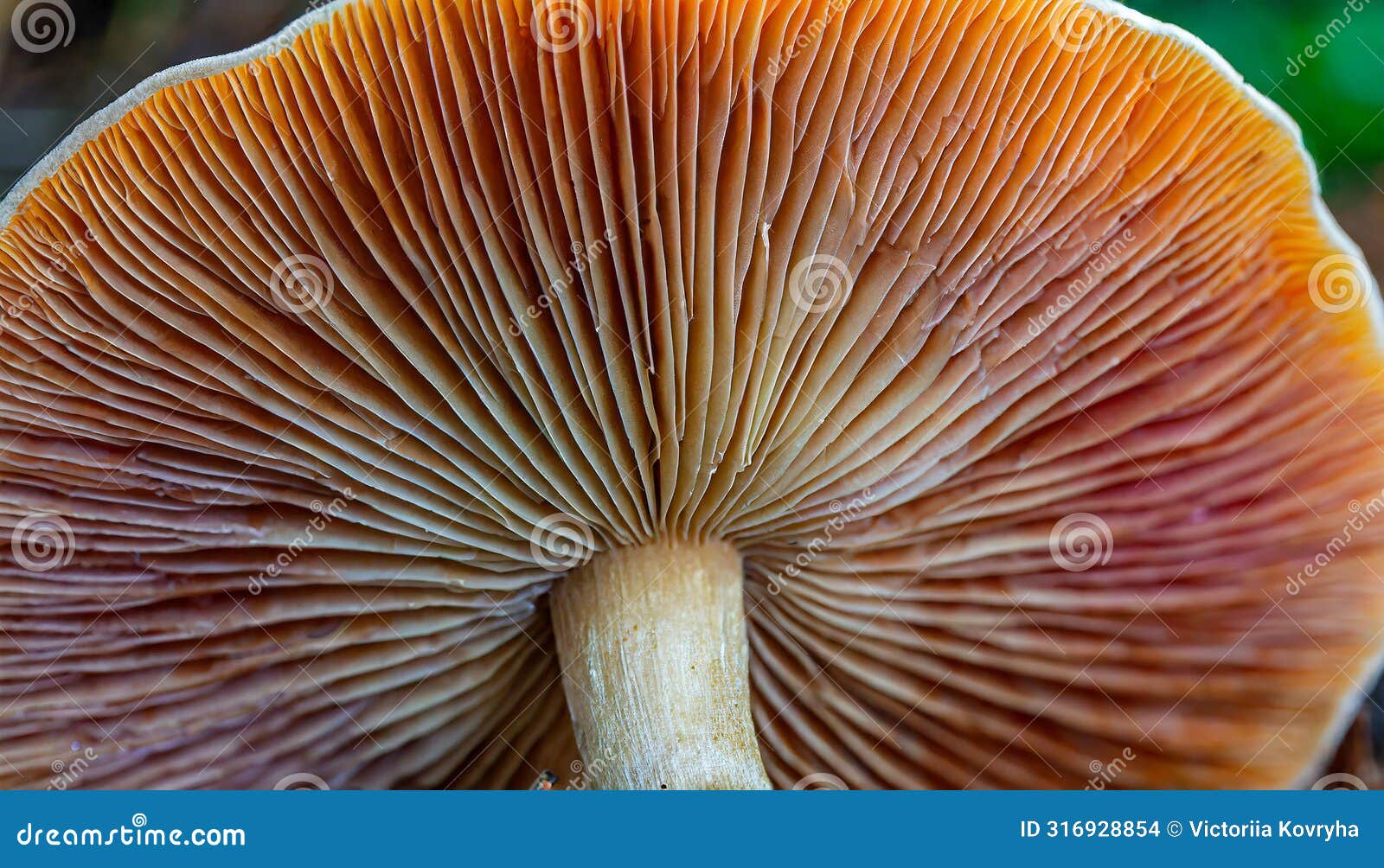 Mushroom Gills Symphony: A Study In Organic Textures. Concept Organic ...