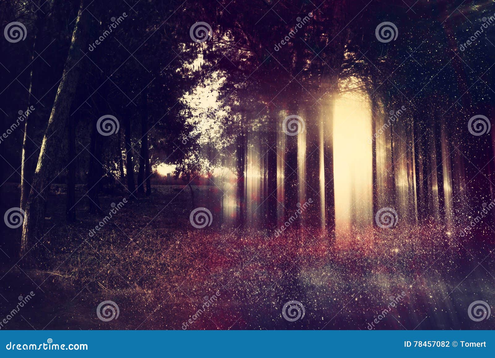 Abstract and Mysterious Background of Blurred Forest Stock Photo ...