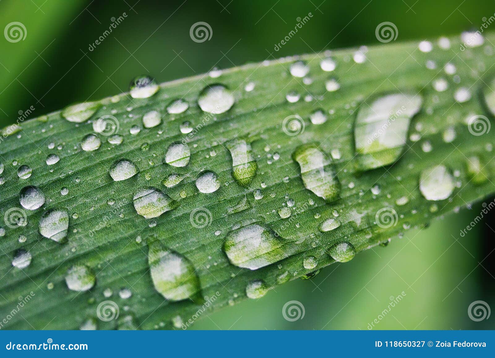 Drops of Dew on a Close-up Sheet Stock Image - Image of herb, droplets ...