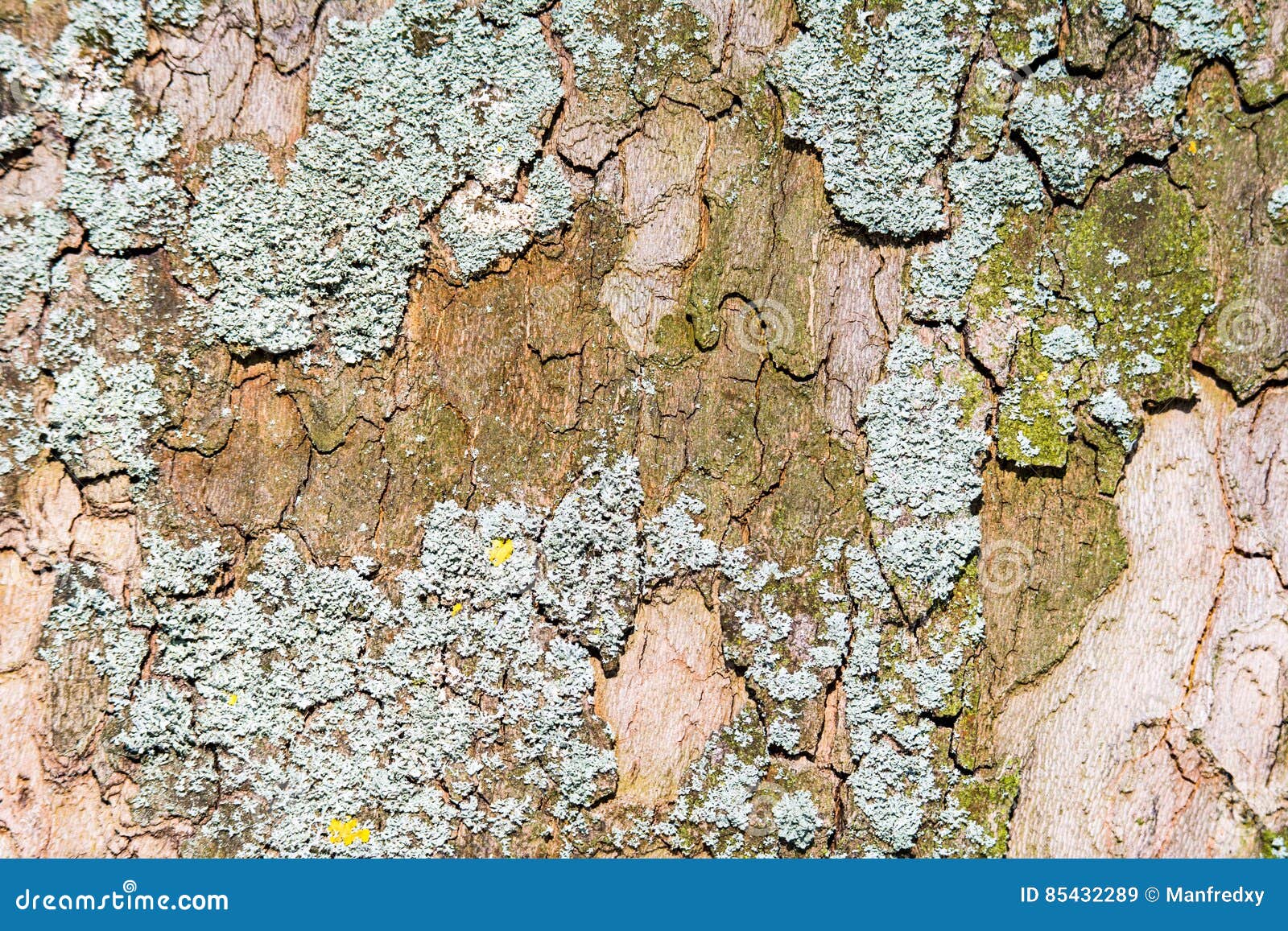 Abstract Natural Background with Lichen on a Tree Bark Stock Image ...