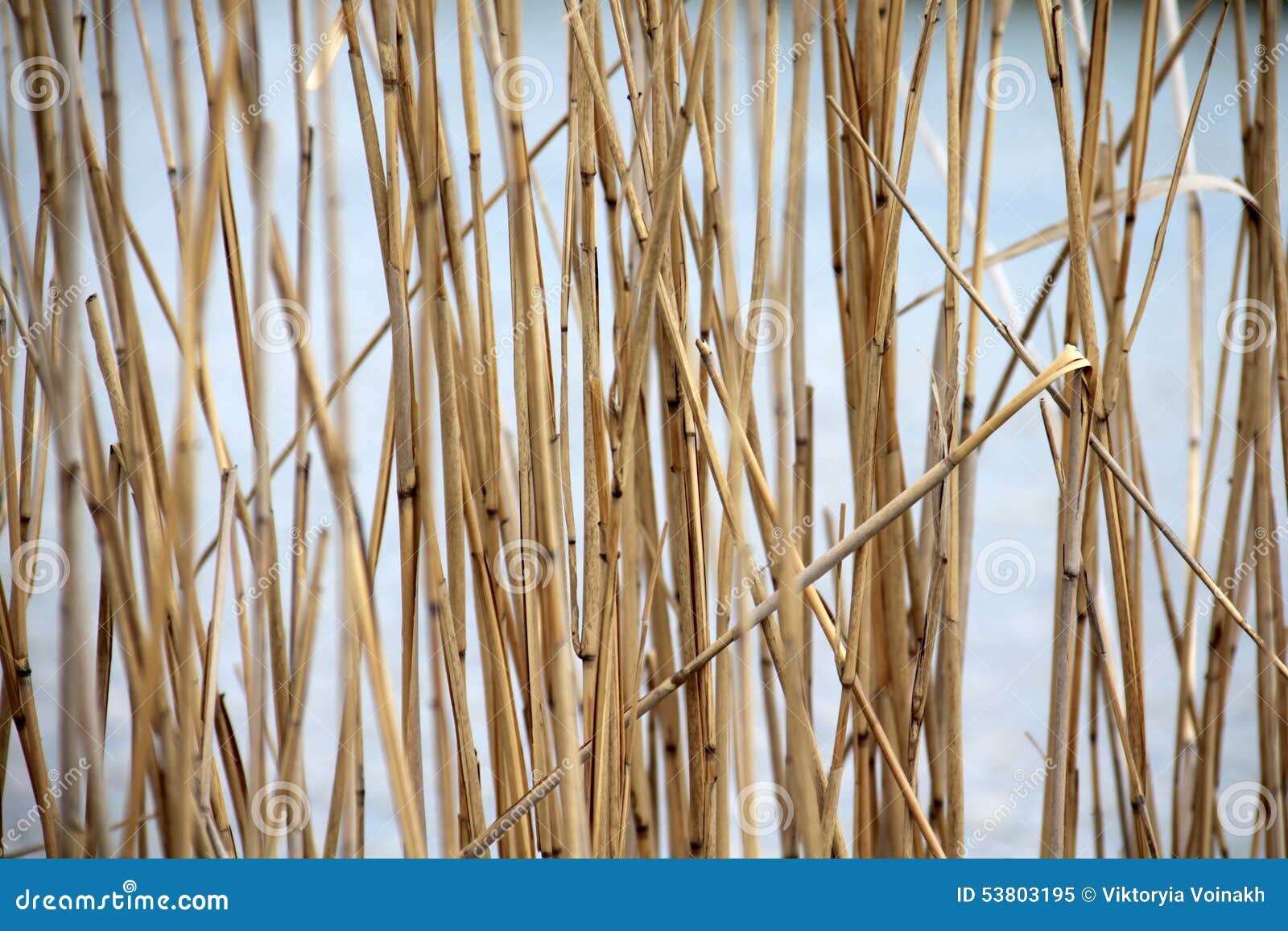 Abstract Natural Background: Reed Stock Image - Image of leaf, retro ...
