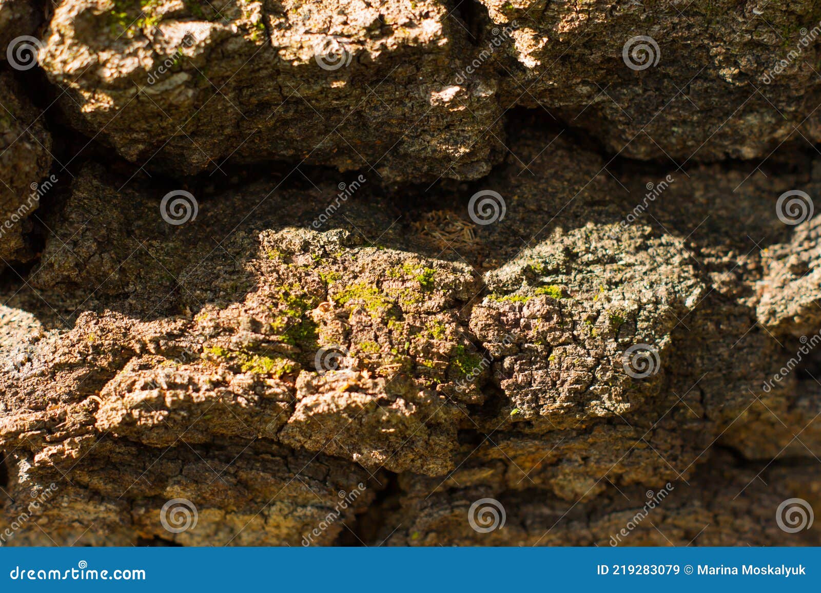 Abstract Natural Background of Tree Bark. Rough Backdrop Stock Image ...