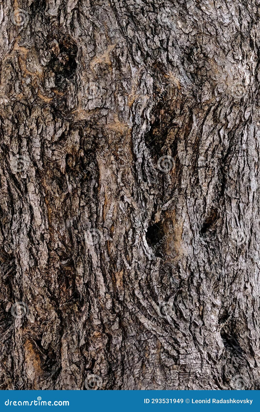 Abstract Natural Beautiful Tree Bark Texture Stock Image - Image of ...