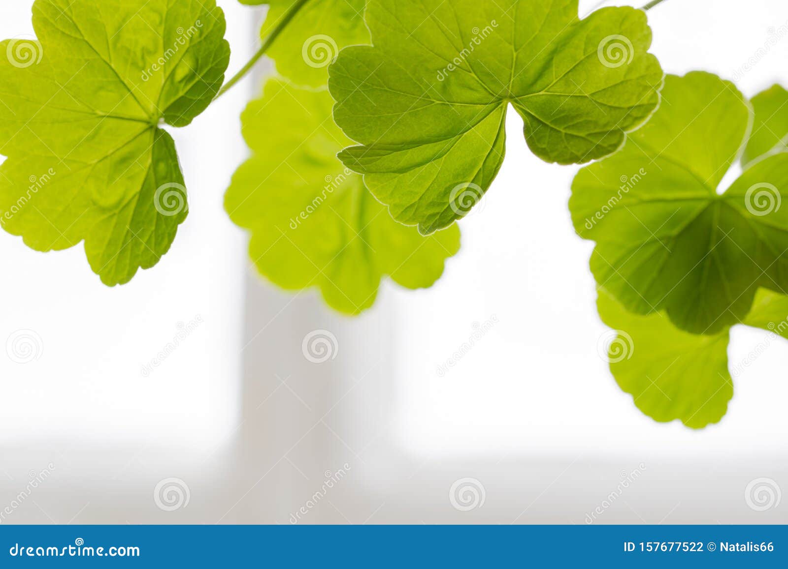Abstract Natural Blurred Background of Green Geranium Leaves on Window ...