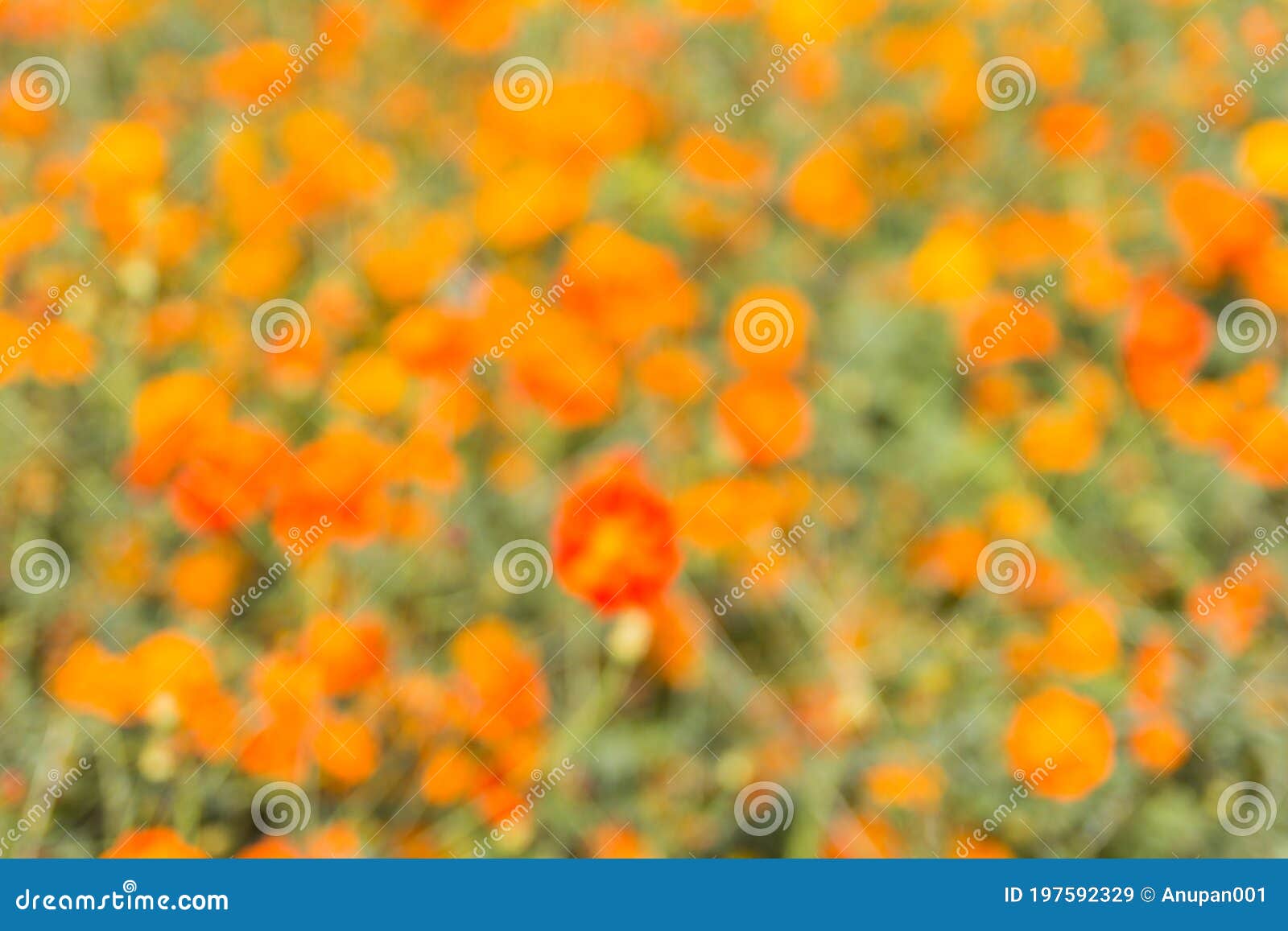 Abstract Natural Colorful Background Stock Image - Image of bokeh ...