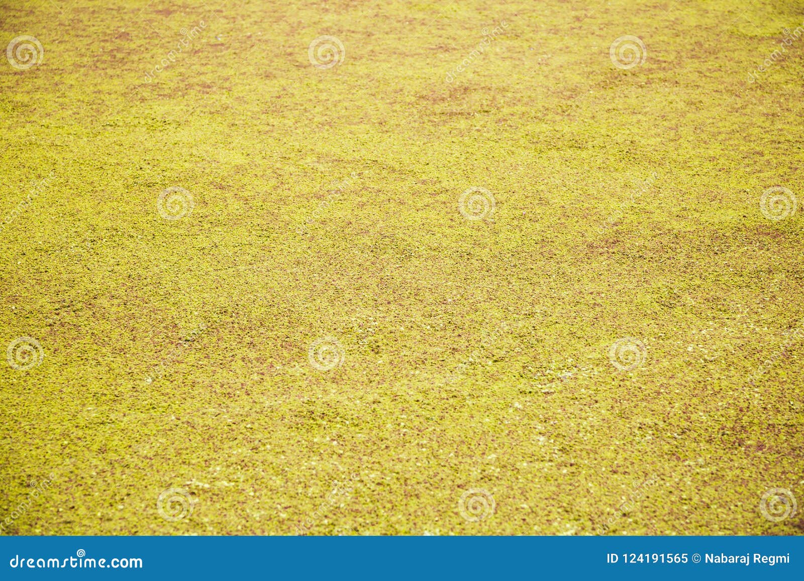 Abstract Natural Green Grass on the Water,Water Grass Texture Stock ...