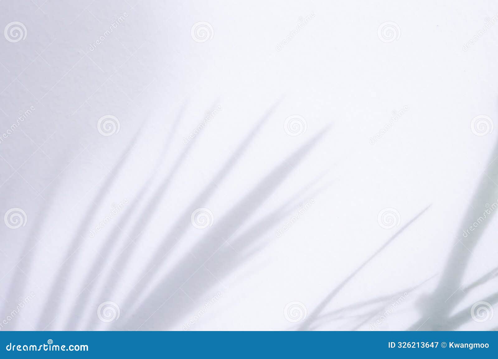 Abstract Natural Palm Tree Leaves Shadow on White Wall Stock Image ...