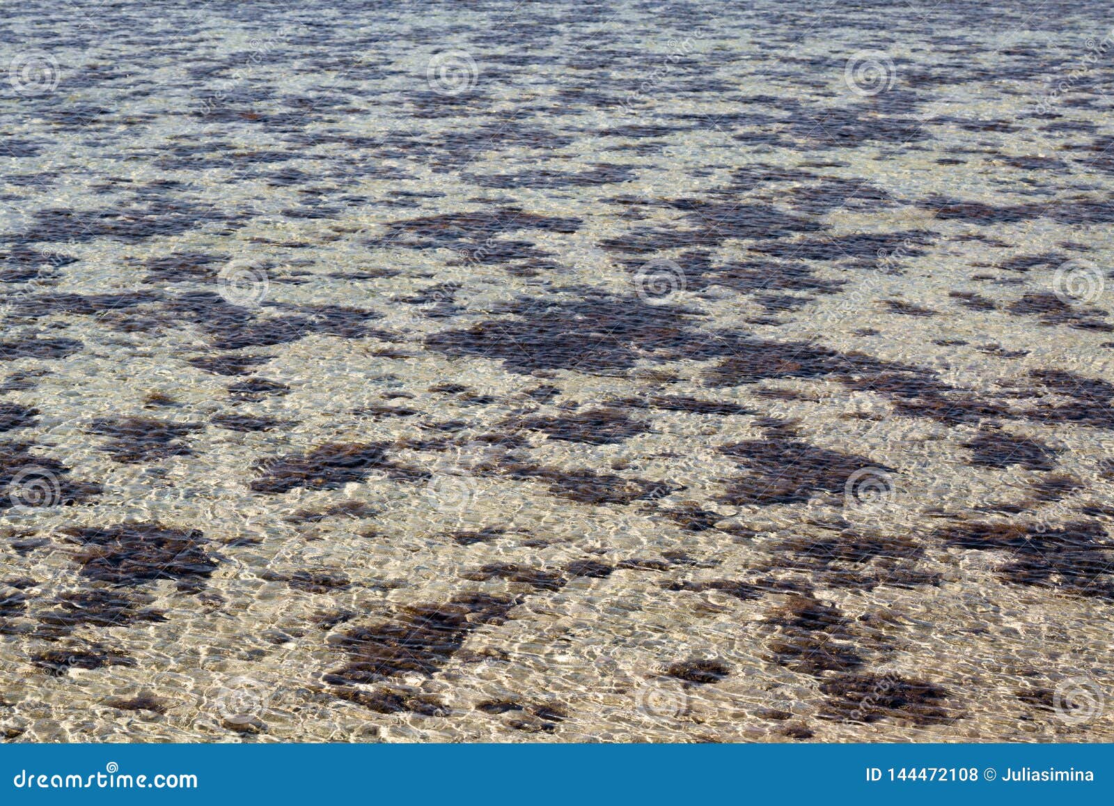 Abstract Natural Spotted Texture of Seabed through the Water Stock ...