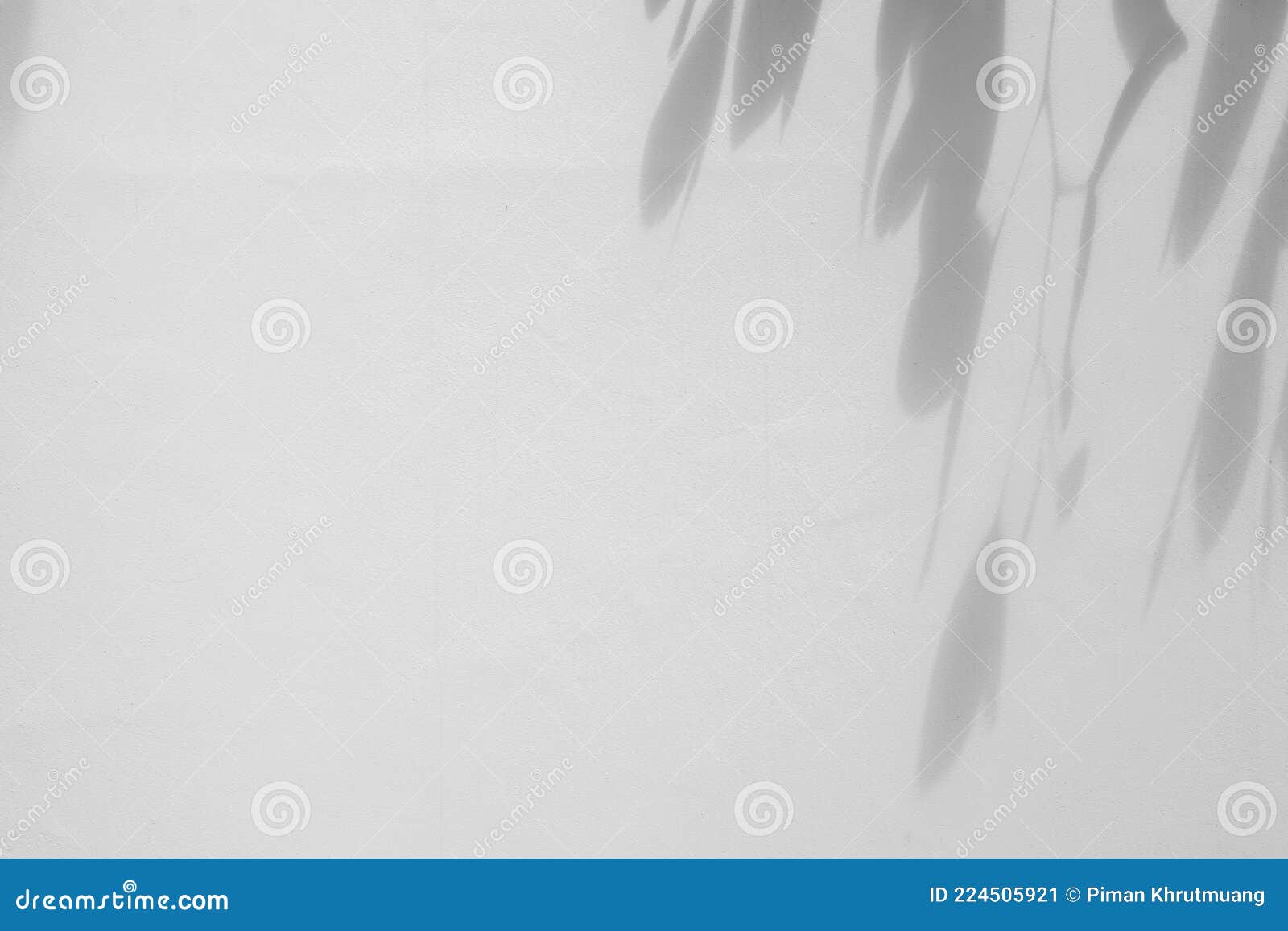 Abstract Natural Tree Leaves Shadow on White Wall Background Stock ...