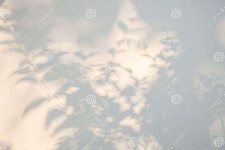 Abstract Natural Tree Leaves Shadow on White Wall Background Stock ...