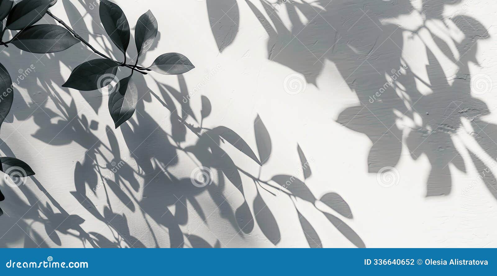 Abstract Natural Tree Leaves Shadow on White Wall Background Stock ...