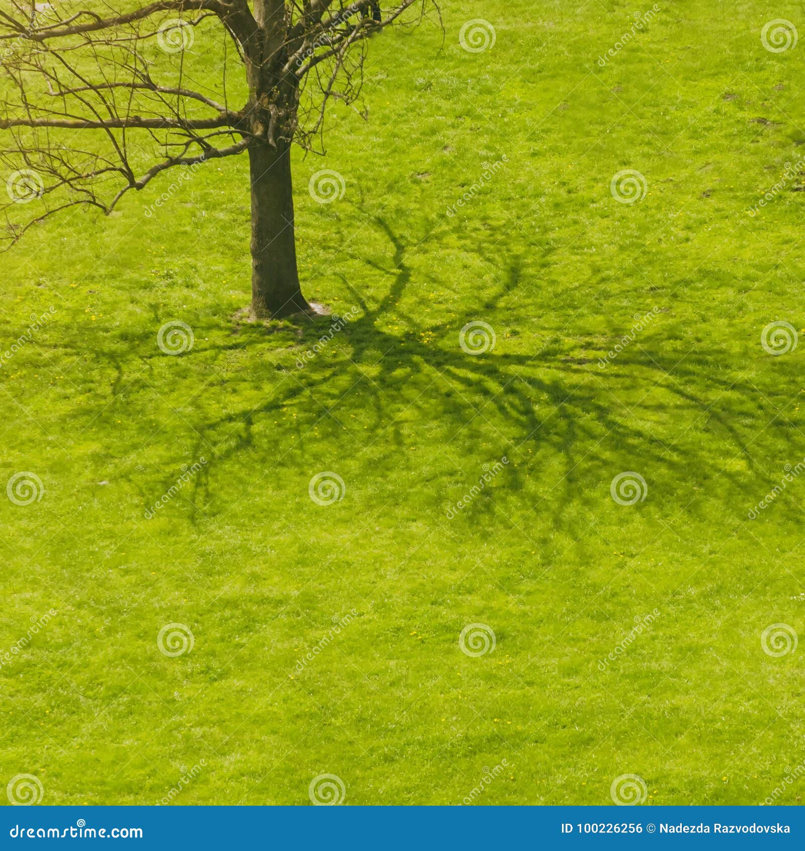 Tree Shadow at Grass stock photo. Image of abstract - 100226256
