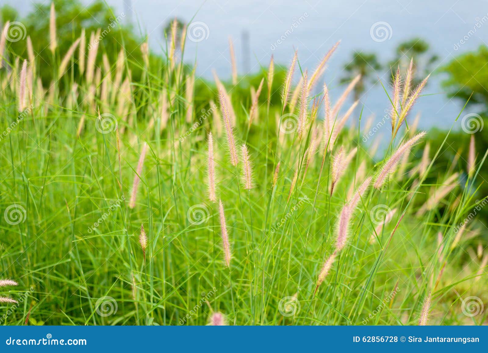 Abstract Nature Background with Grass in the Meadow Stock Photo - Image ...