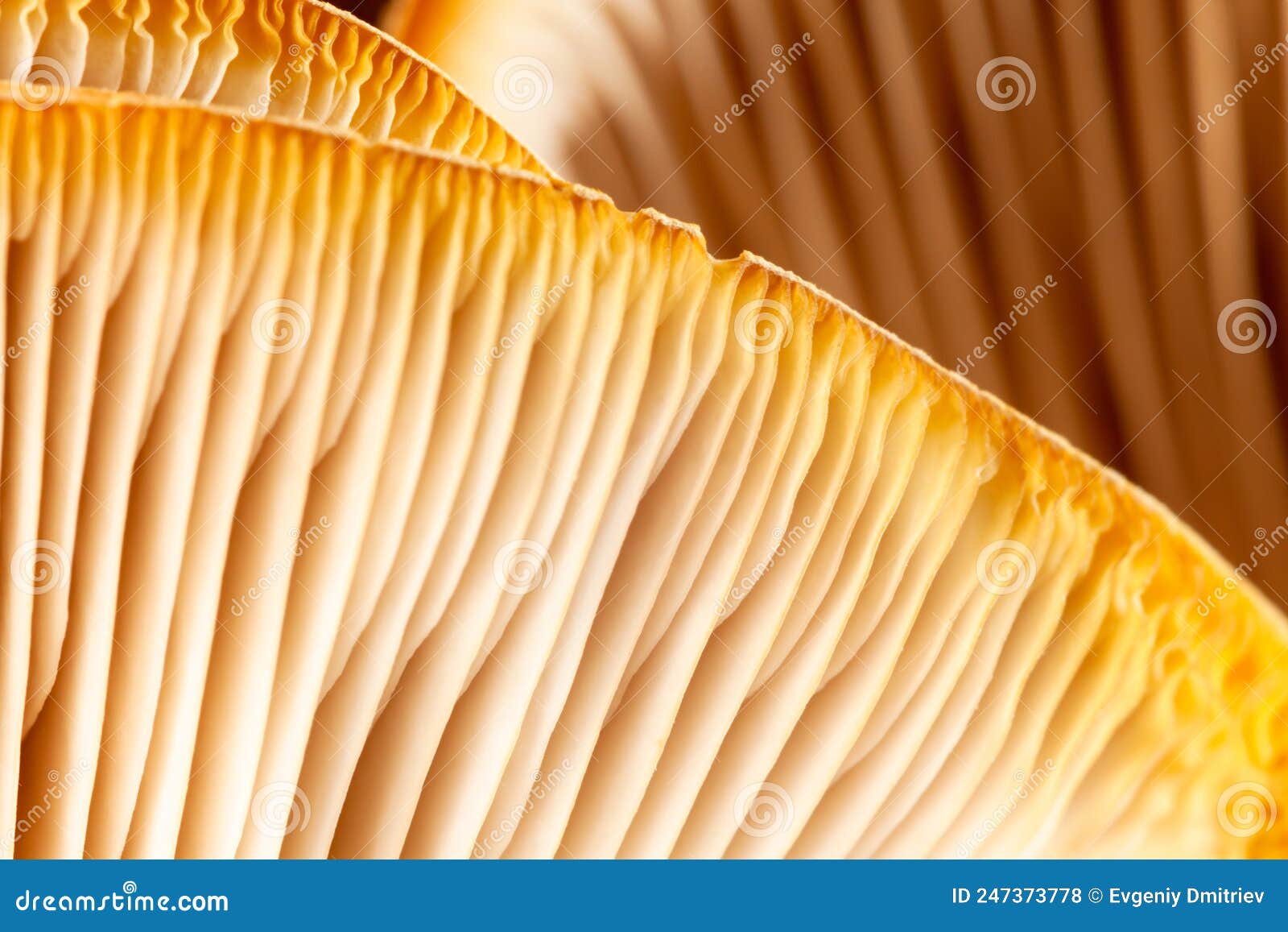 Abstract Nature Background Macro of Mushroom Plants. Using Idea Design ...