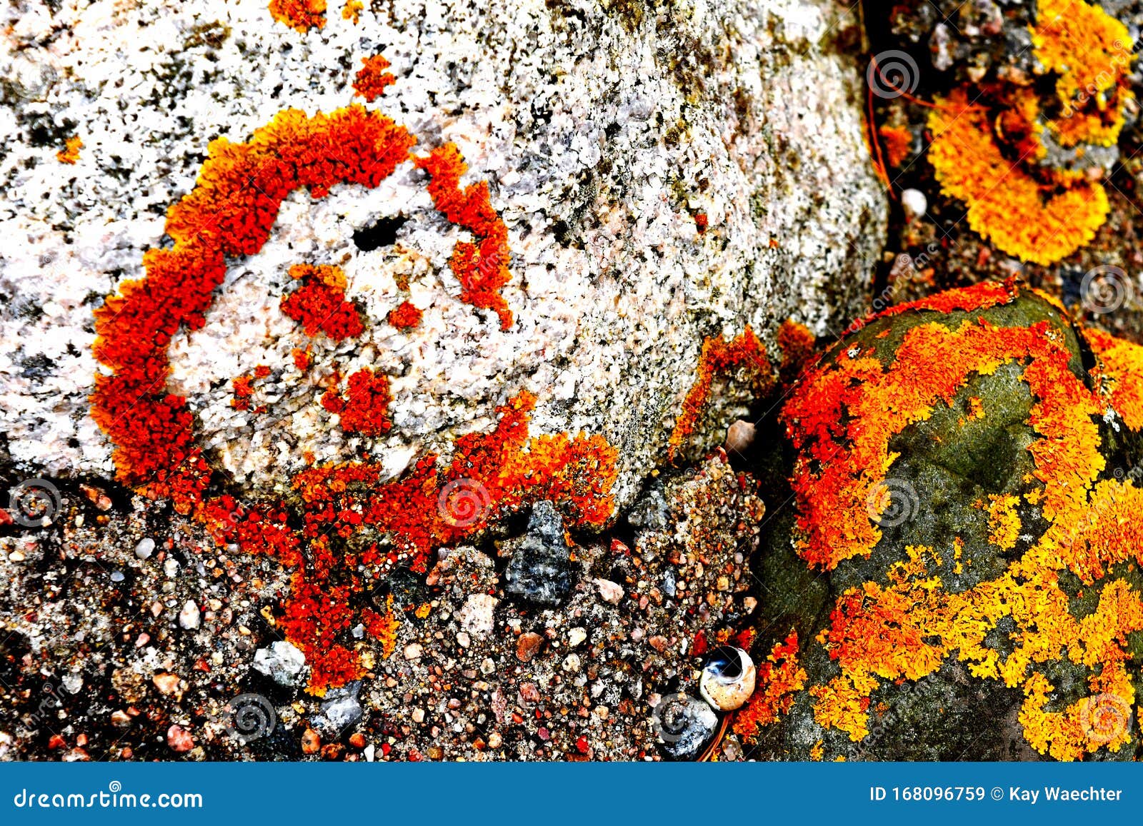 Abstract in Nature Background of Red Moss on Stone Stock Image - Image ...