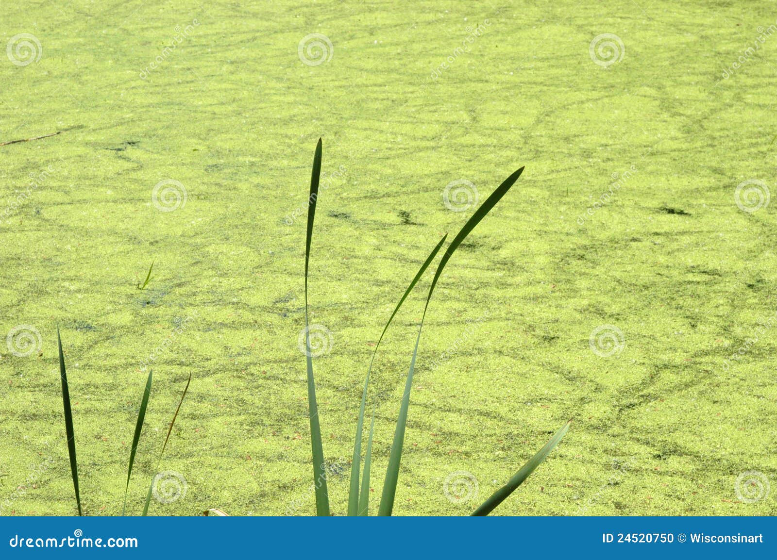 Swamp Water Background Royalty-Free Stock Image | CartoonDealer.com ...
