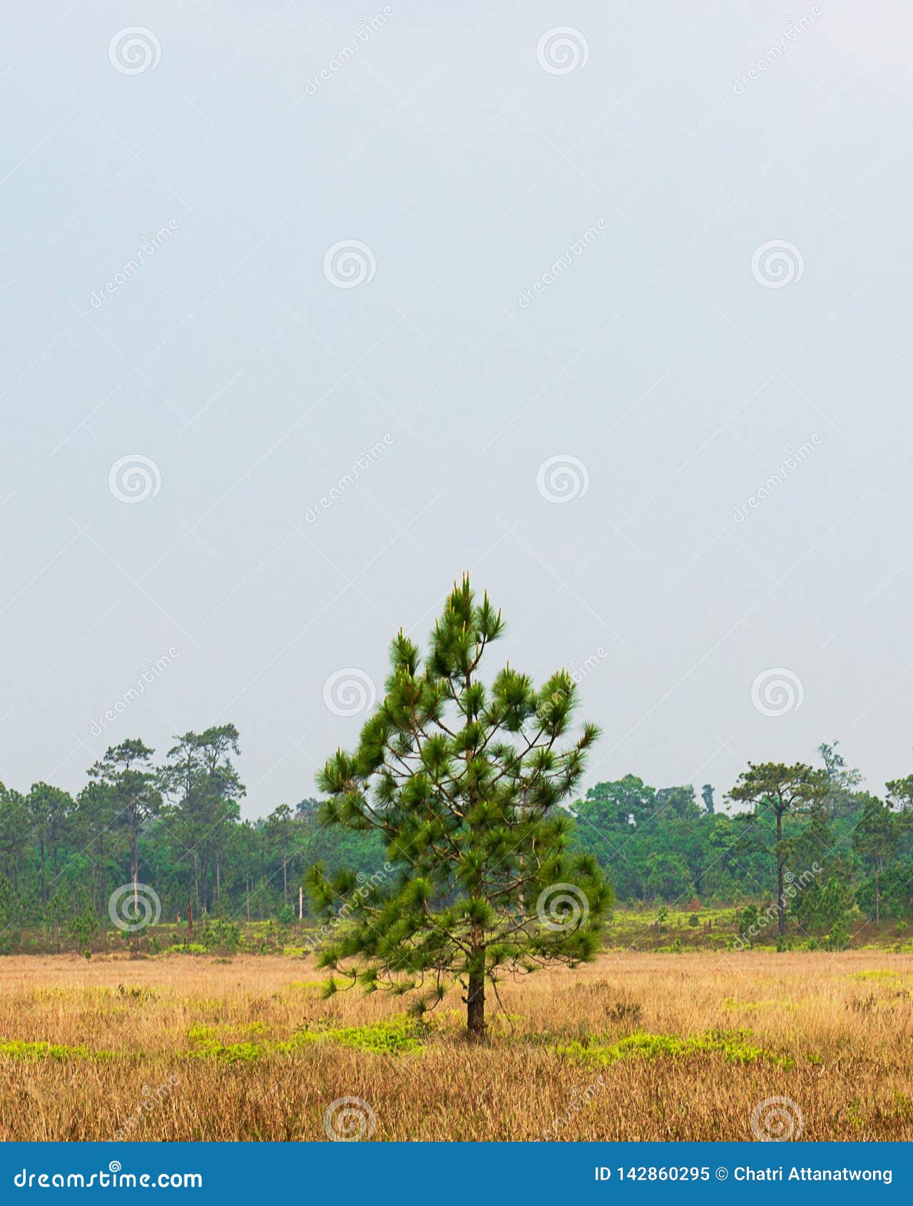 Abstract Nature Background Single Pine on Dry Grass Field Stock Image ...