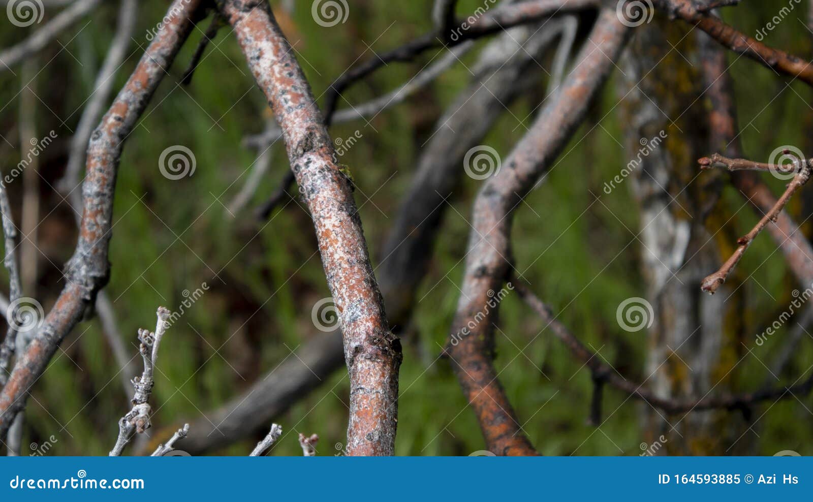 Abstract Nature ! stock image. Image of beautiful, forest - 164593885