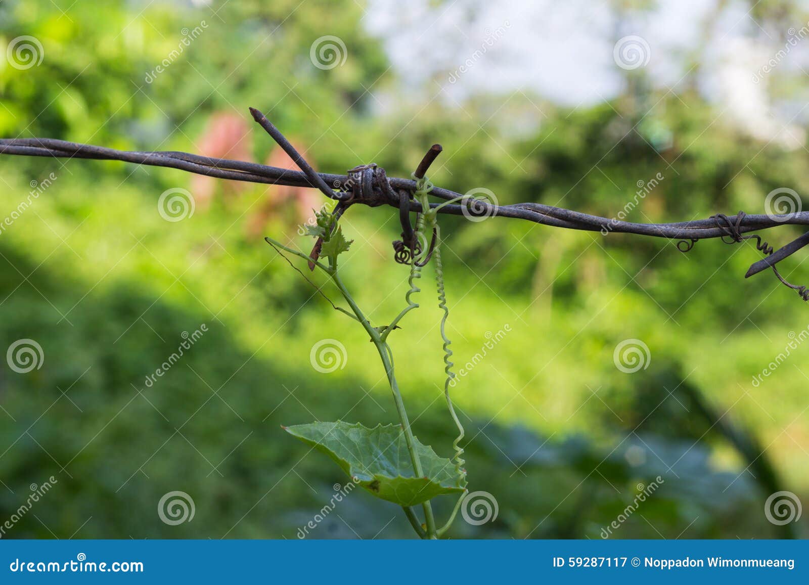 Abstract Nature, Climbing Plant Grows Over Barbed Wire Stock Image ...