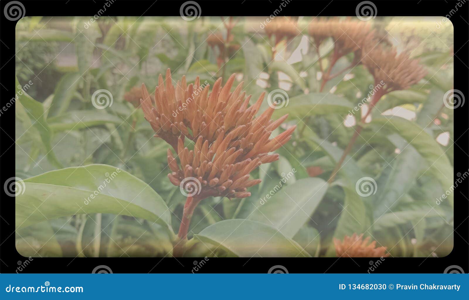 Nature Dull Background Template for Website, Abstract Info Graphics ...