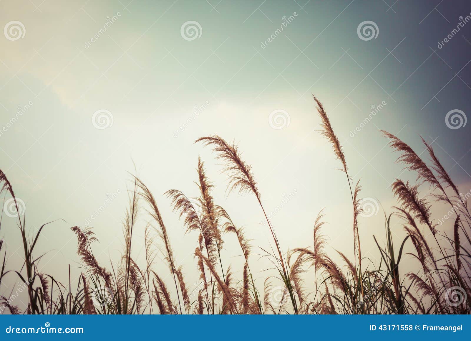 Abstract Nature Grass Field and Sky Background Stock Photo - Image of ...